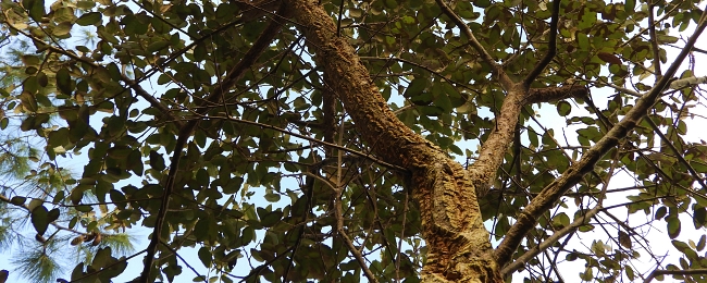 Chêne liège - Izadia