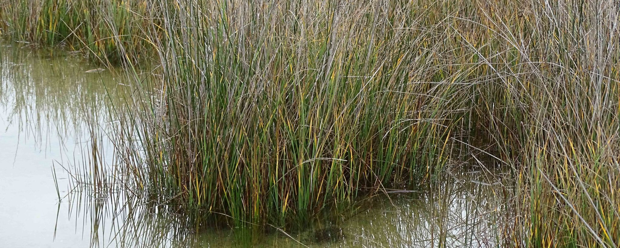 Jonc maritime - Izadia