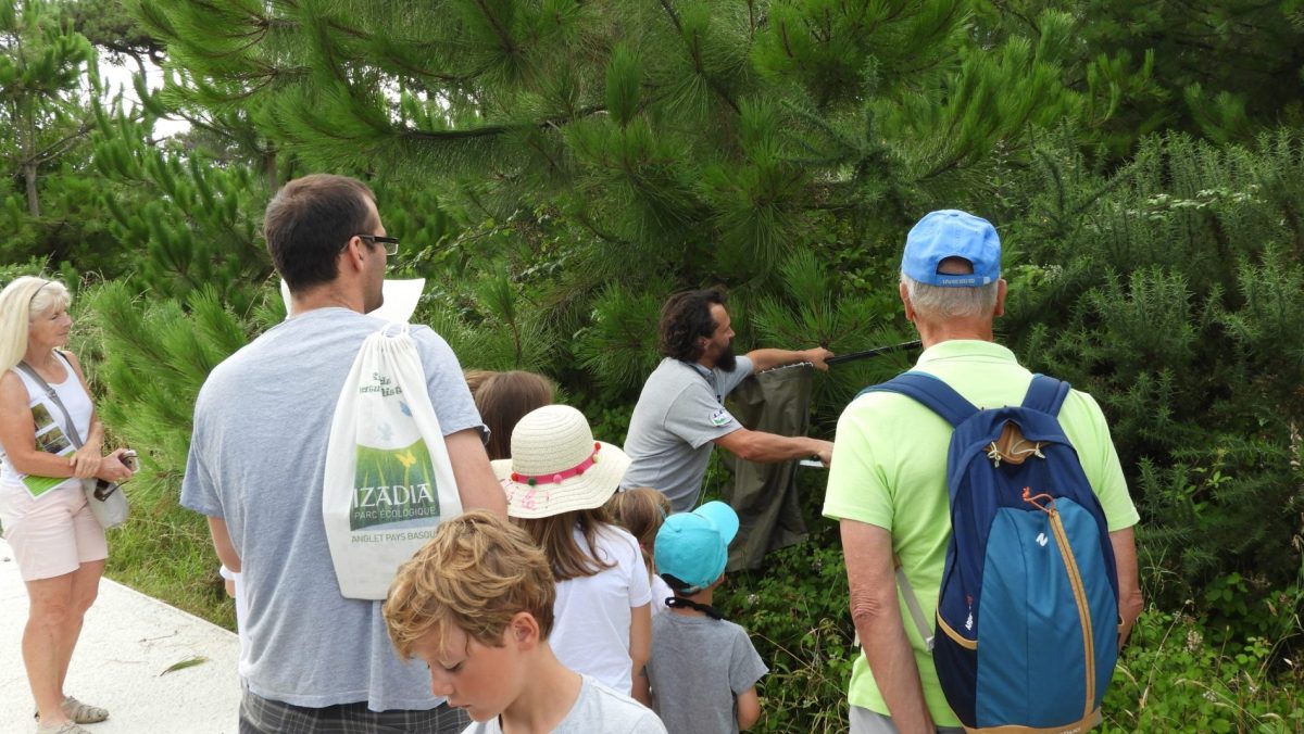Accueil posté « Insectes ou pas insectes ? » - Izadia