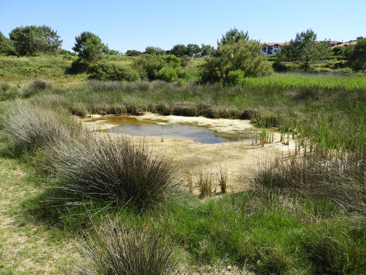 L’écosystème de la mare - Izadia